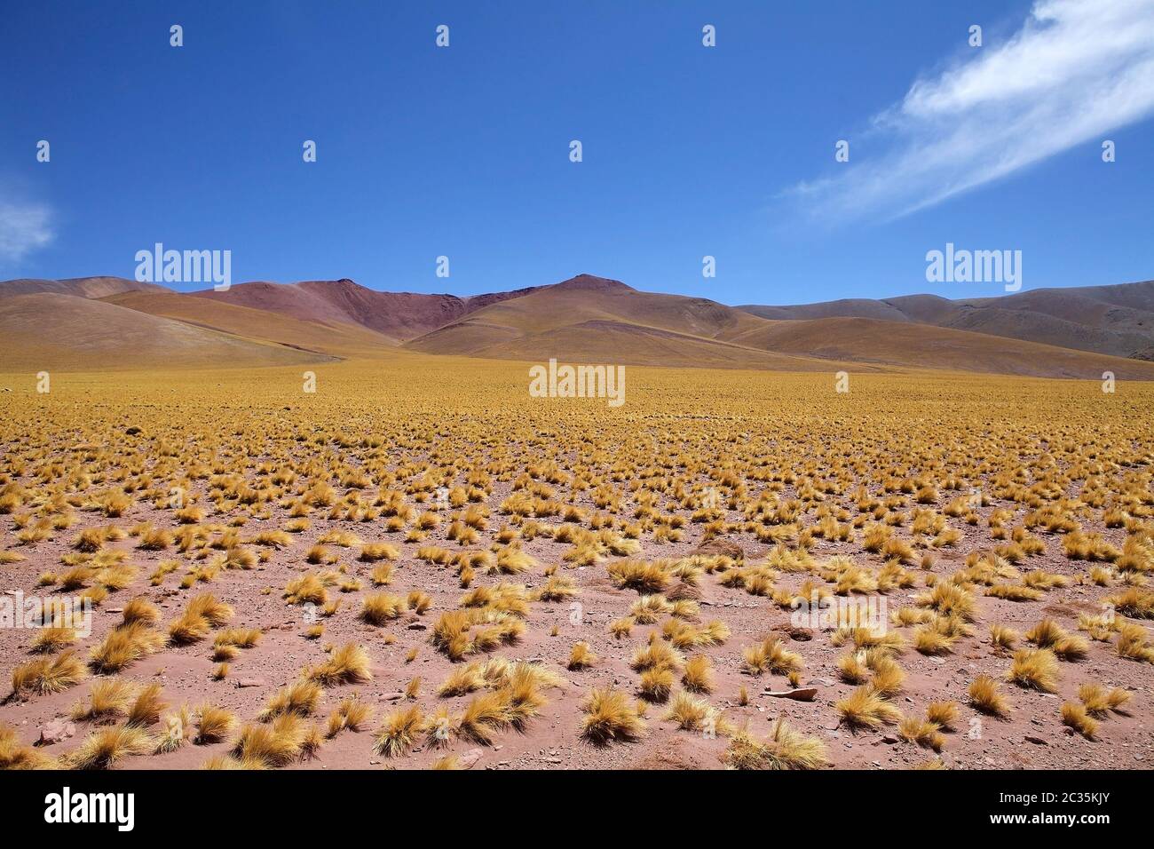 Peruvian feathergrass, jarava ichu, in the Puna de Atacama, Argentina ...