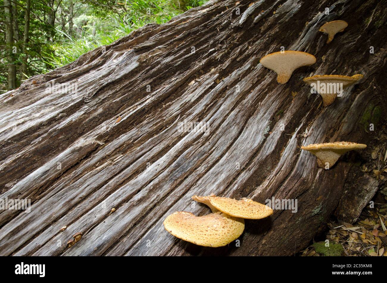 Mushrooms on a dead tree in a forest. Conguillio National Park ...