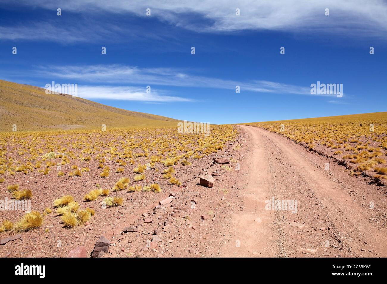 Road and Peruvian feathergrass, jarava ichu, in the Puna de Atacama ...