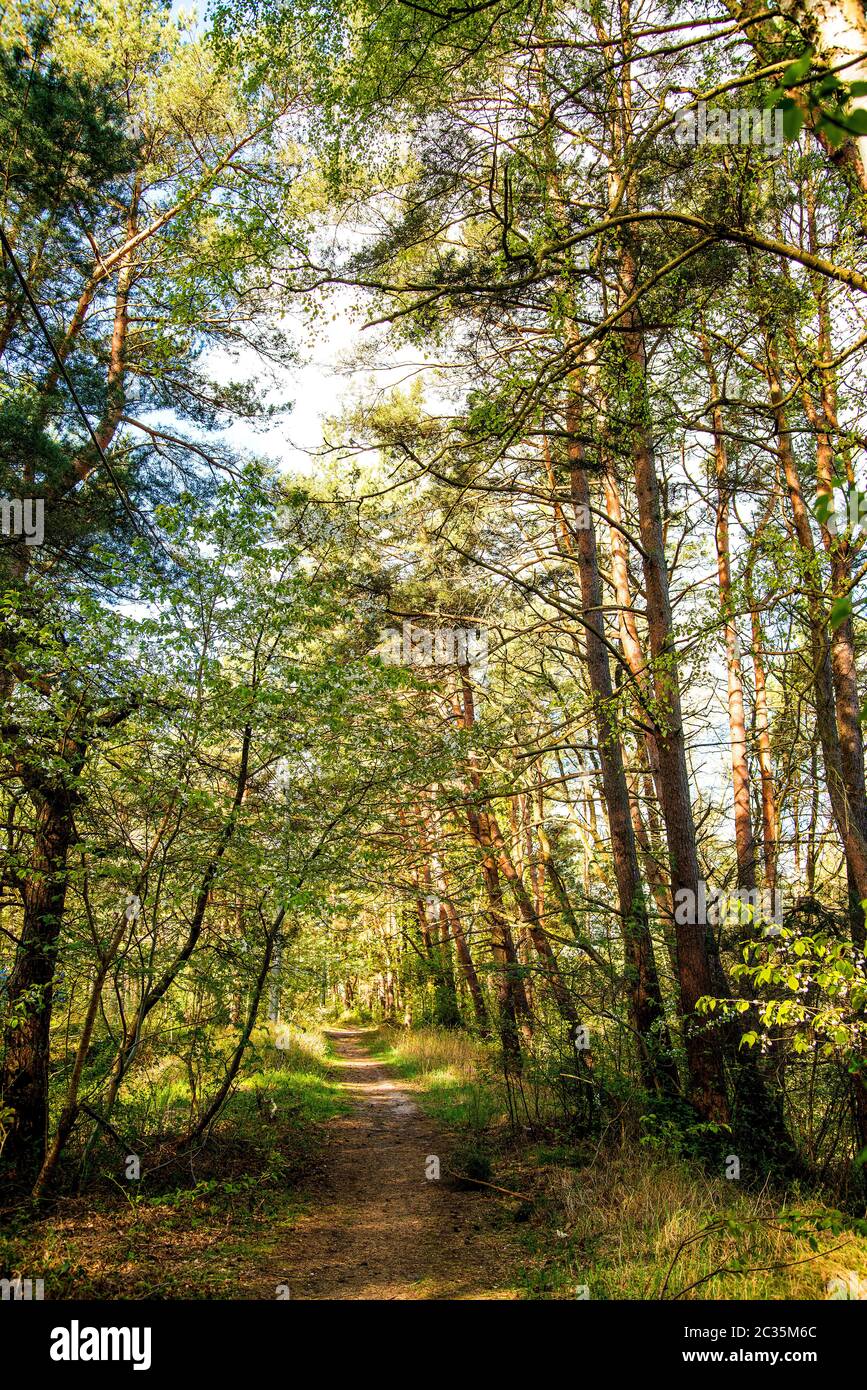 forest at the Baltic coast in Poland with light and shadow Stock Photo ...
