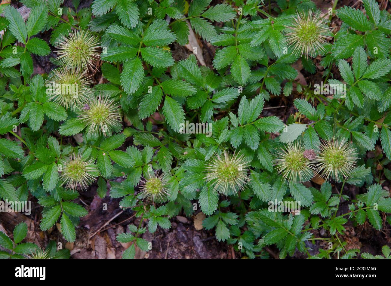 Fruiting stages of Acaena argentea. Conguillio National Park. Araucania ...