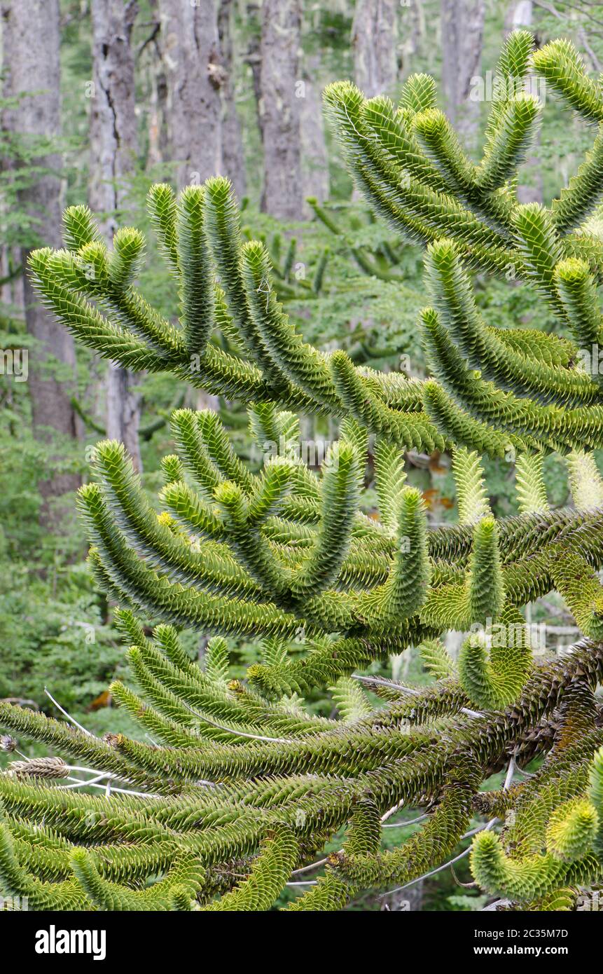Monkey puzzle tree Araucaria araucana. Conguillio National Park ...