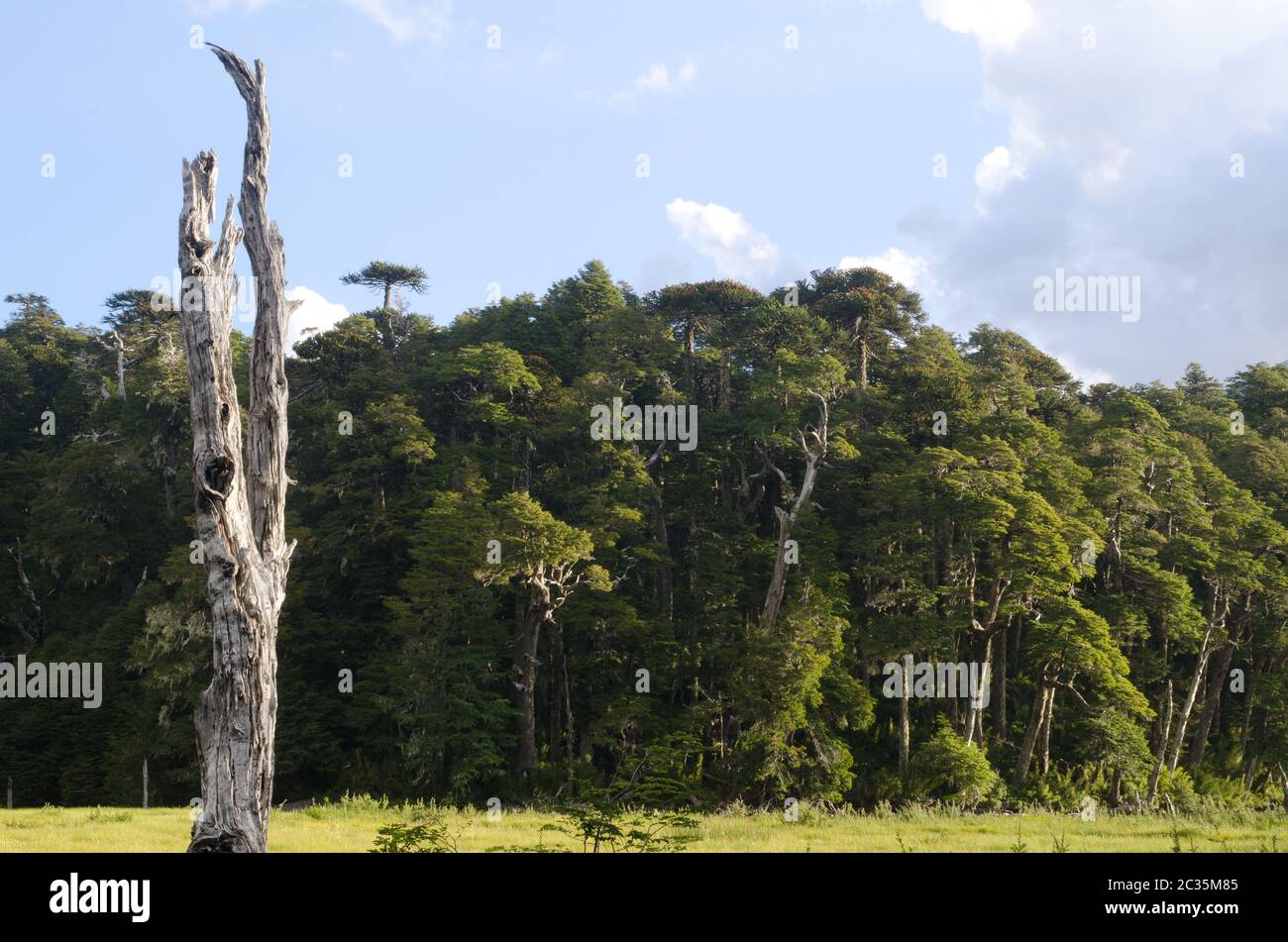 Meadow and forest in the Conguillio National Park. Araucania Region ...