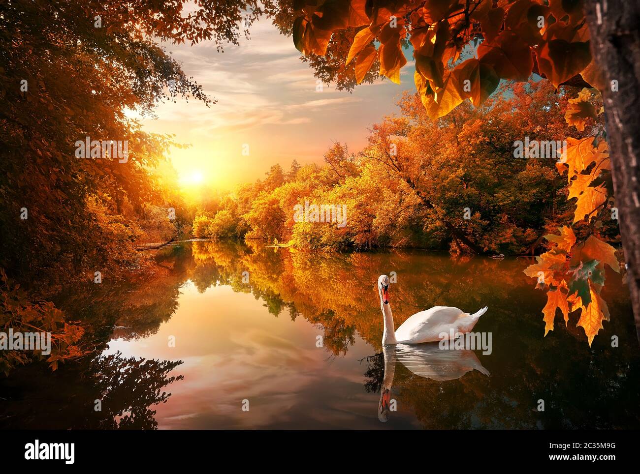 Autumn swan hi-res stock photography and images - Alamy