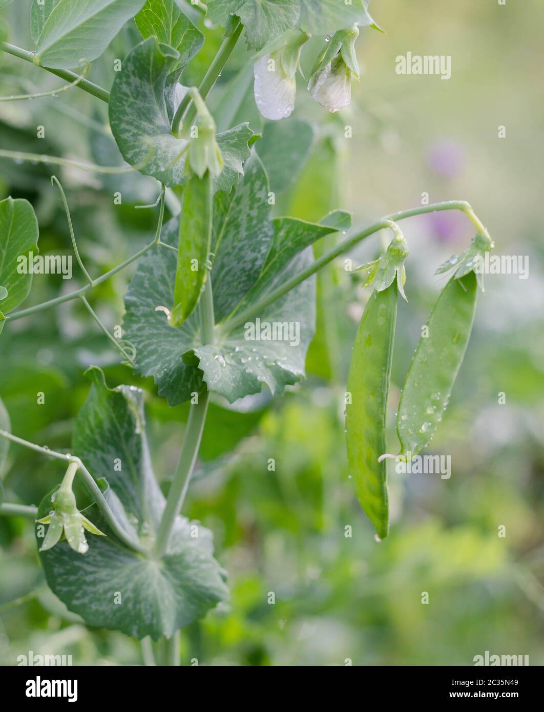 Peas garden hi-res stock photography and images - Alamy