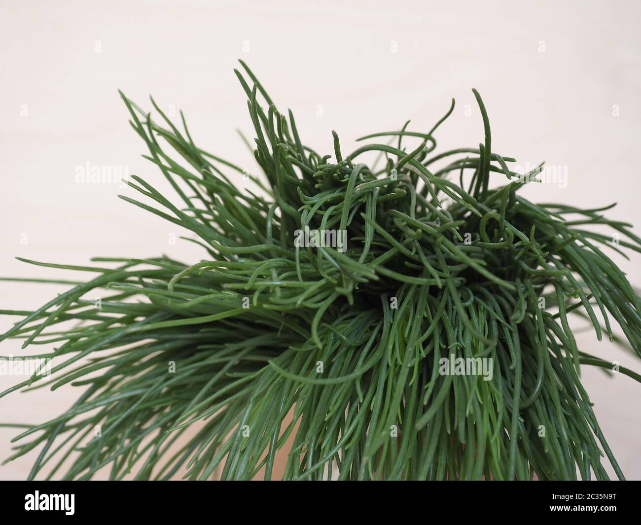 Barilla Plant High Resolution Stock Photography and Images - Alamy