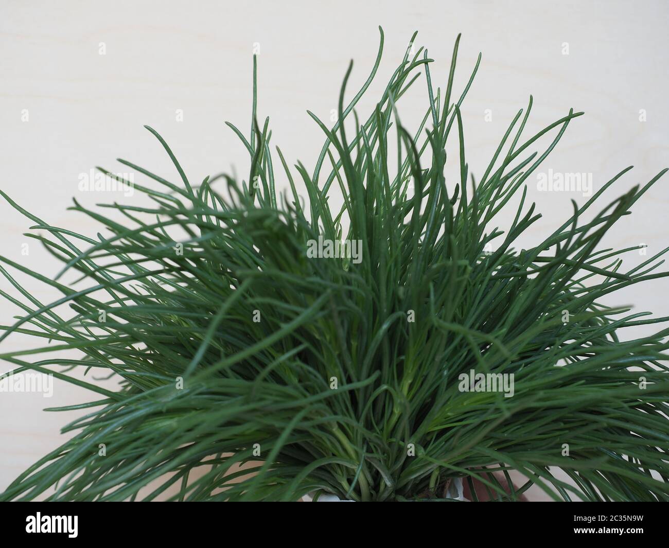 Barilla Plant High Resolution Stock Photography and Images - Alamy