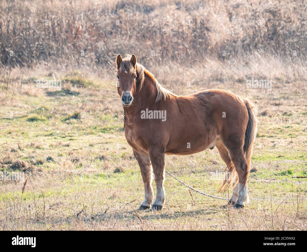 Brown horse on a pasture in sunbeam. Animals. Farm Stock Photo - Alamy