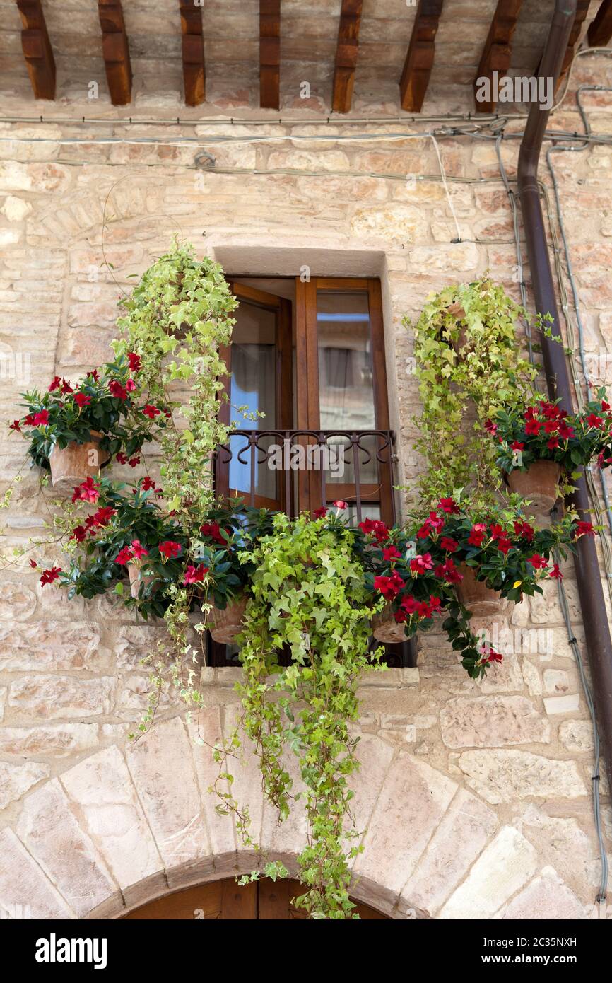 flowers hangs on the window of a home Stock Photo - Alamy