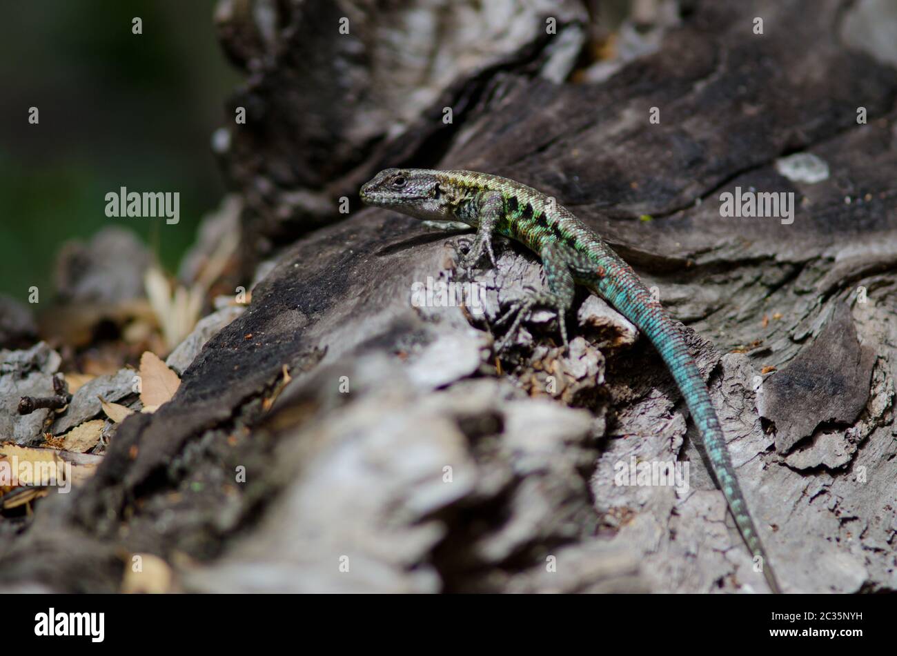 Male of orange-bellied lizard Liolaemus pictus. Conguillio National ...