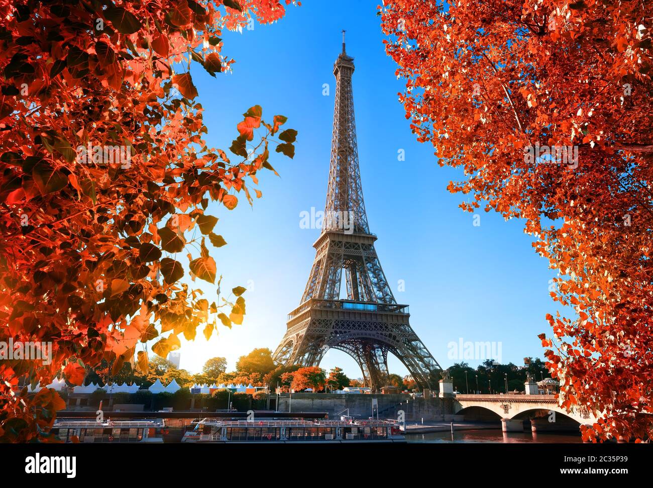 Maple tree in Paris Stock Photo - Alamy