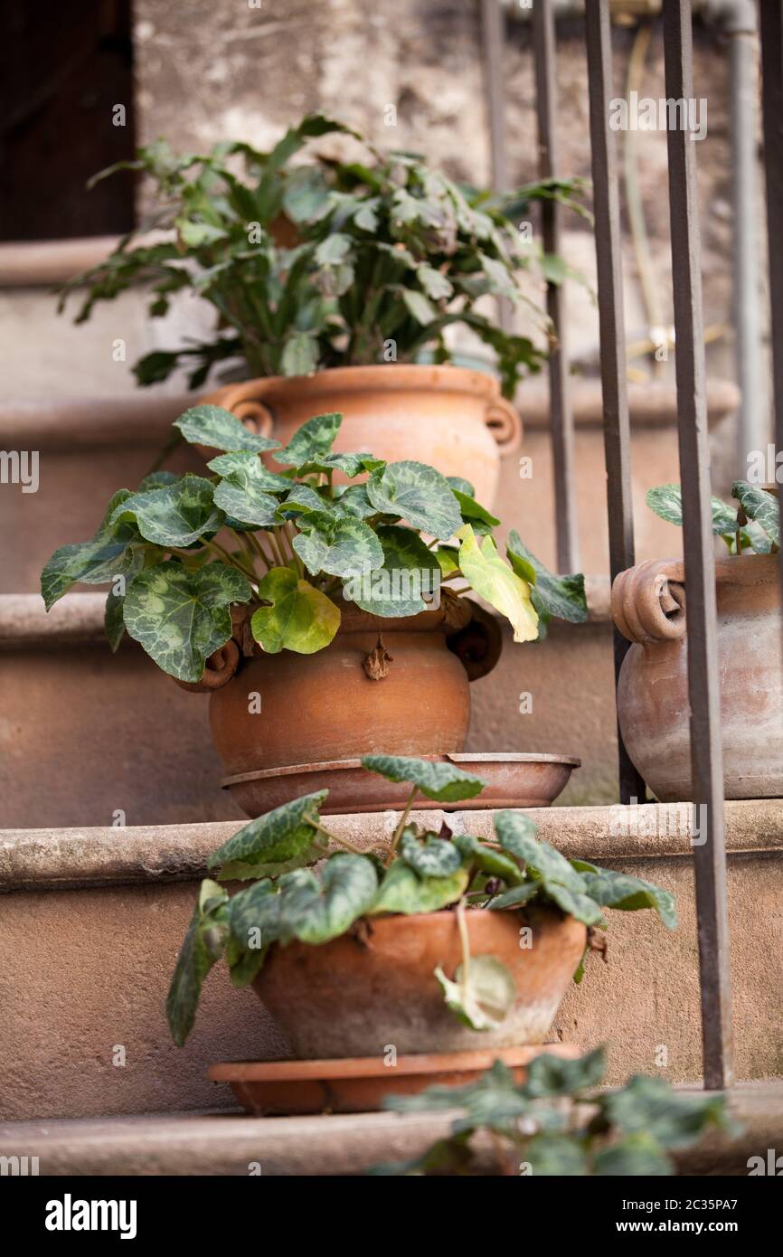 Flowers in pots on the stone steps medieval house in Assisi Stock Photo ...
