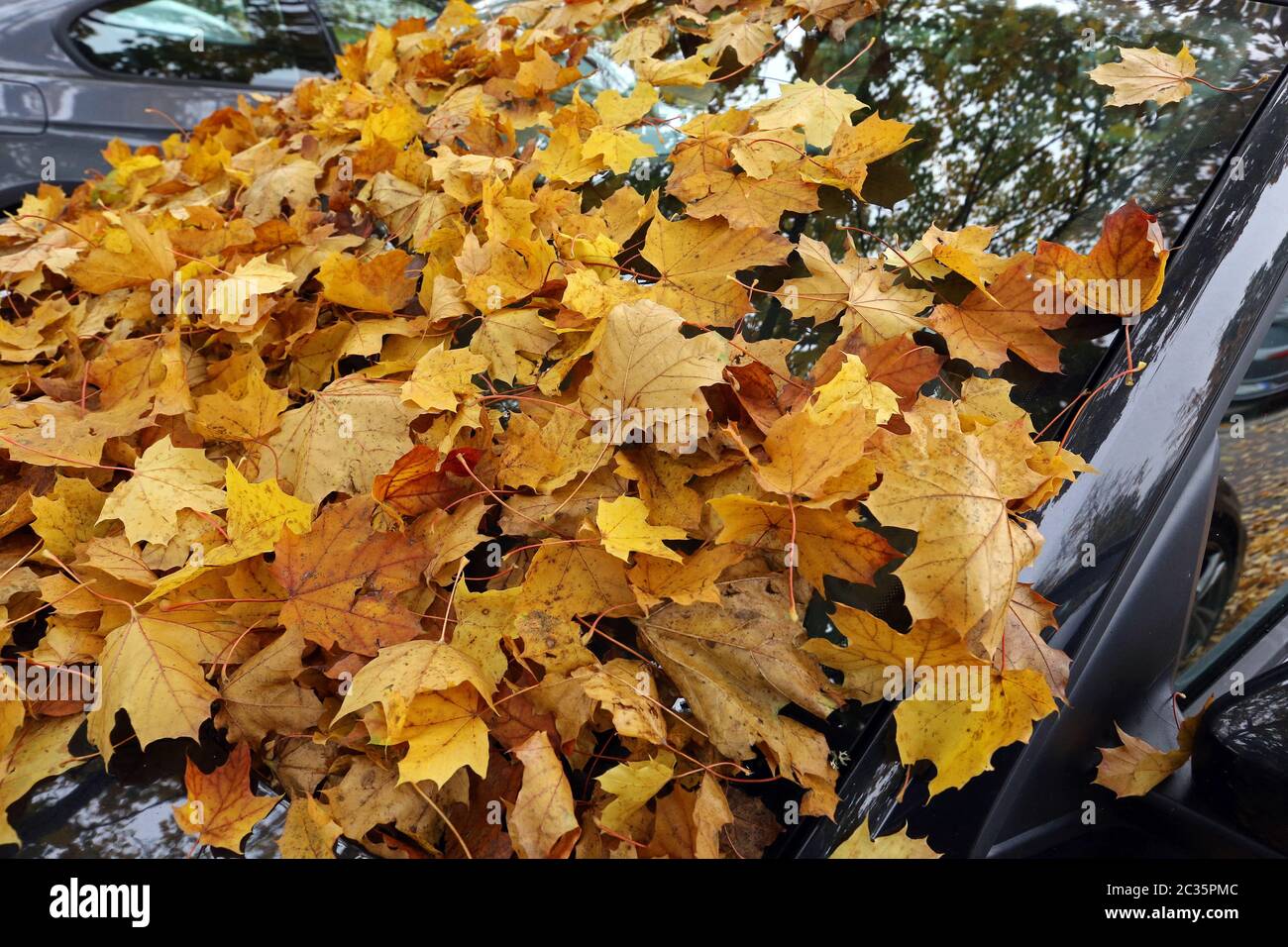 Autumn leaves cover a car Stock Photo - Alamy