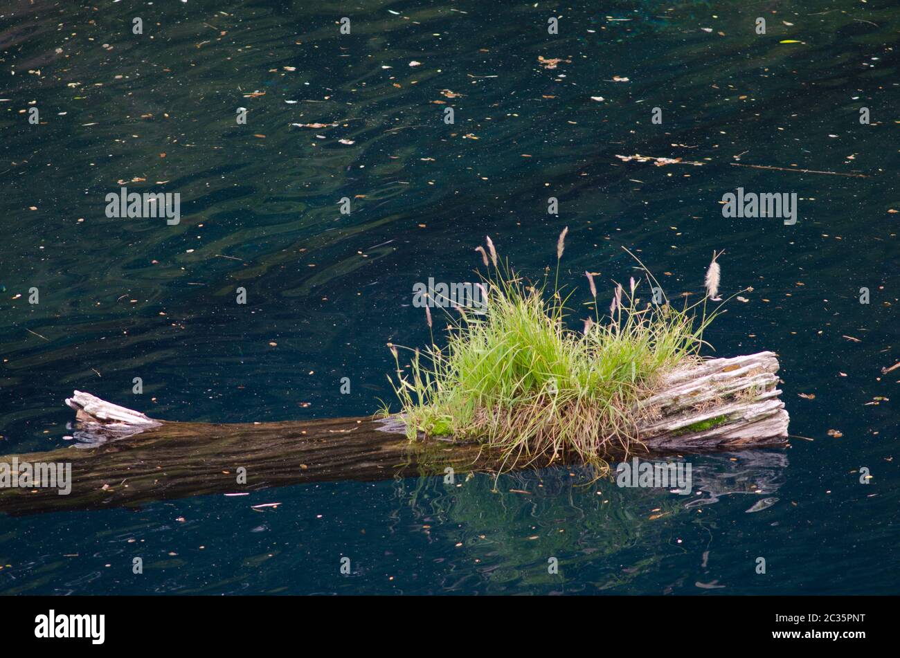 Trunk of dead tree floating in the Arco Iris lagoon. Conguillio ...