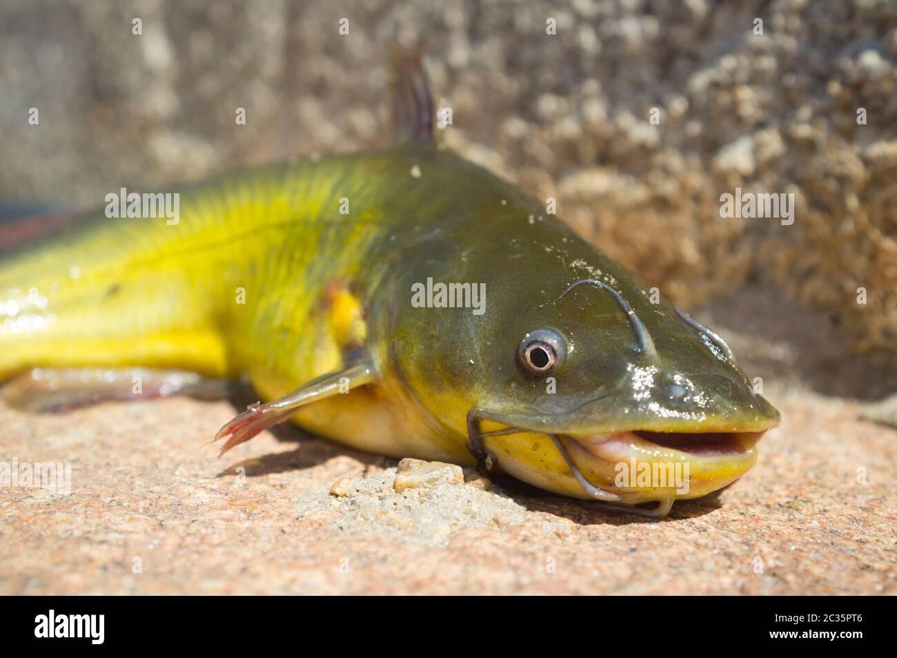 Black bullhead or black bullhead catfish, Ameiurus melas out of water ...