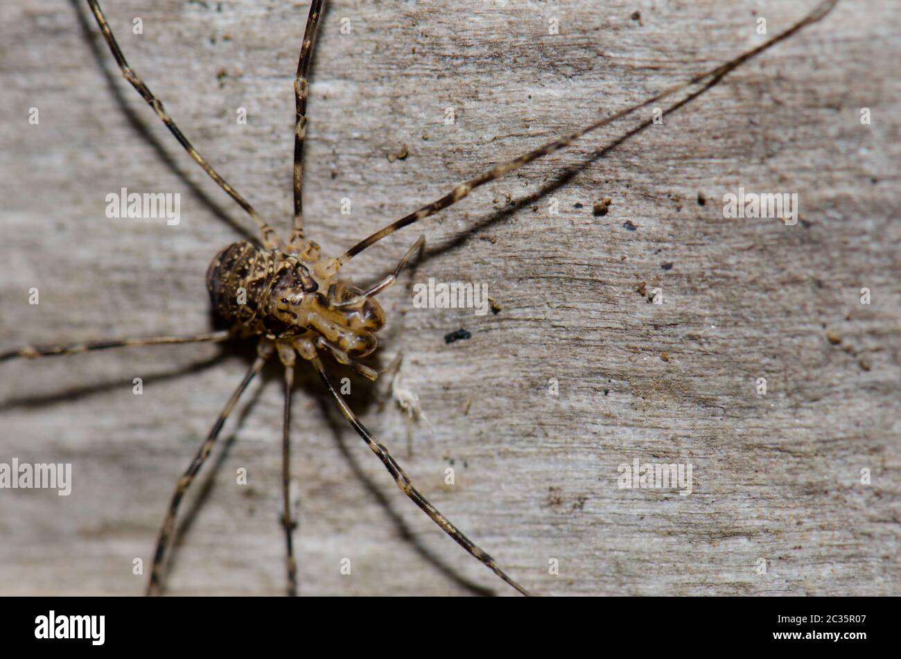 Spitting spider hi-res stock photography and images - Alamy