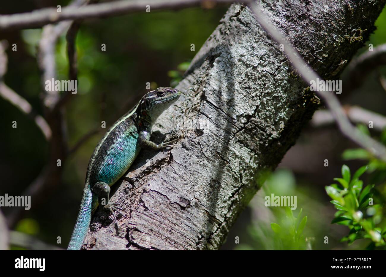 Male of range-bellied lizard Liolaemus pictus. Conguillio National Park ...