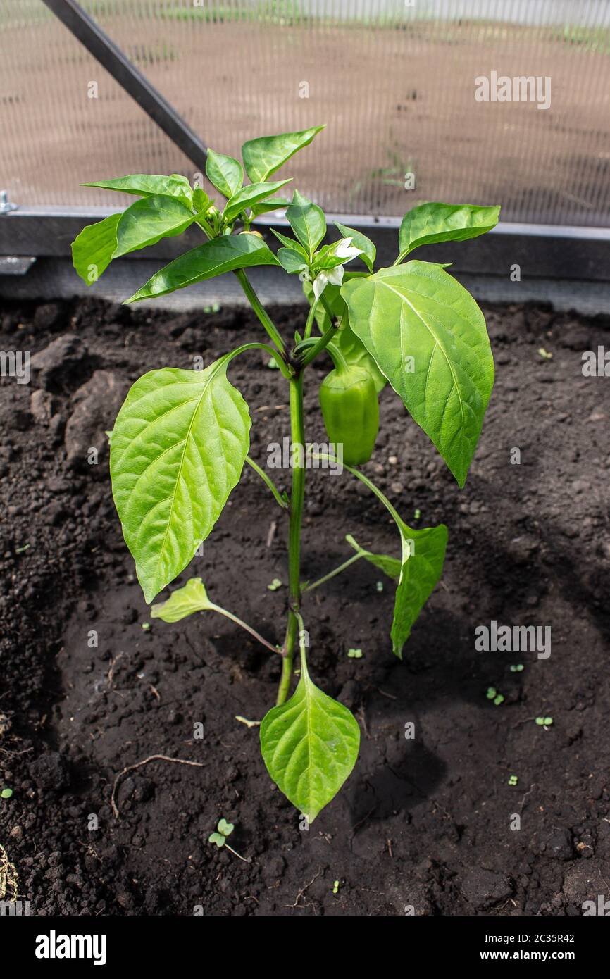 Bush pepper hi-res stock photography and images - Alamy