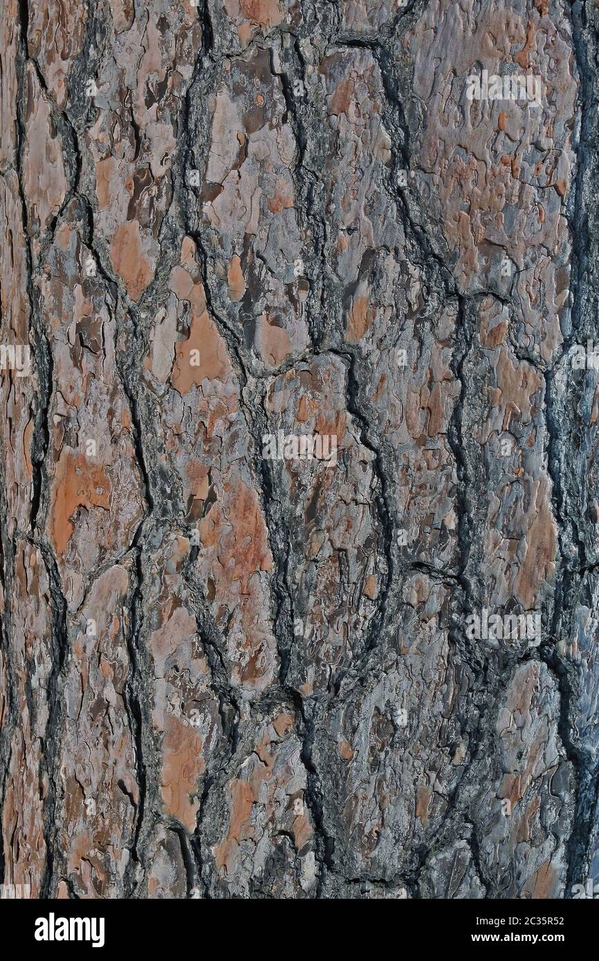Rough tree brown crust texture detail background Stock Photo - Alamy