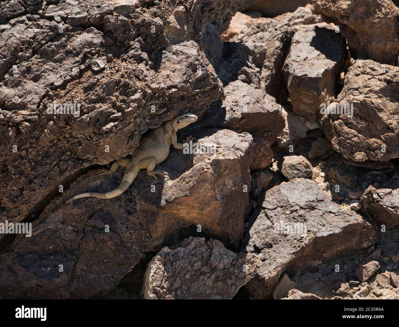 Fat lizard hi-res stock photography and images - Alamy