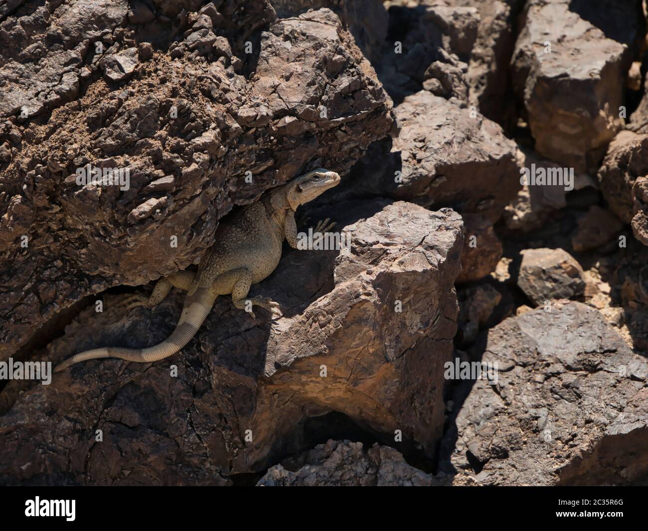 Reptile among rocks hi-res stock photography and images - Alamy