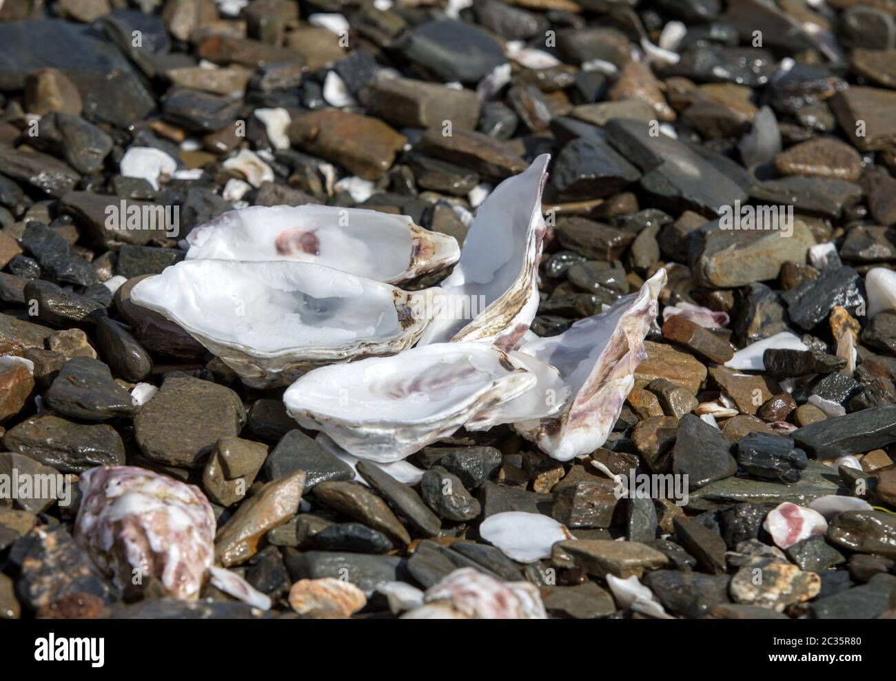 Oyster shells on a rocky beach in Cancale. Brittany, France Stock Photo ...