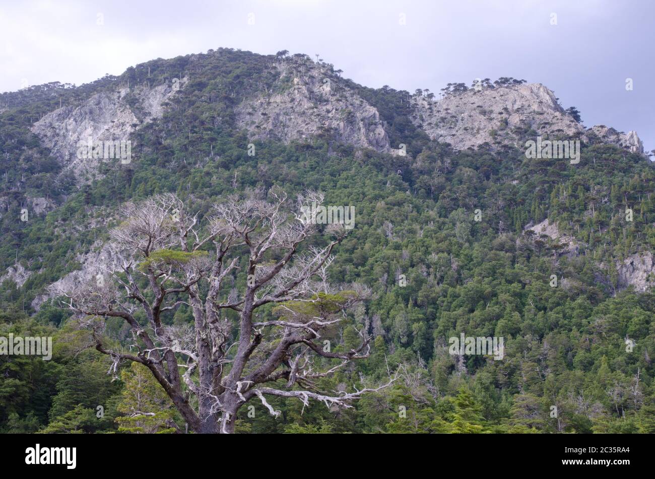 Forest and cliffs in the Conguillio National Park. Araucania Region ...