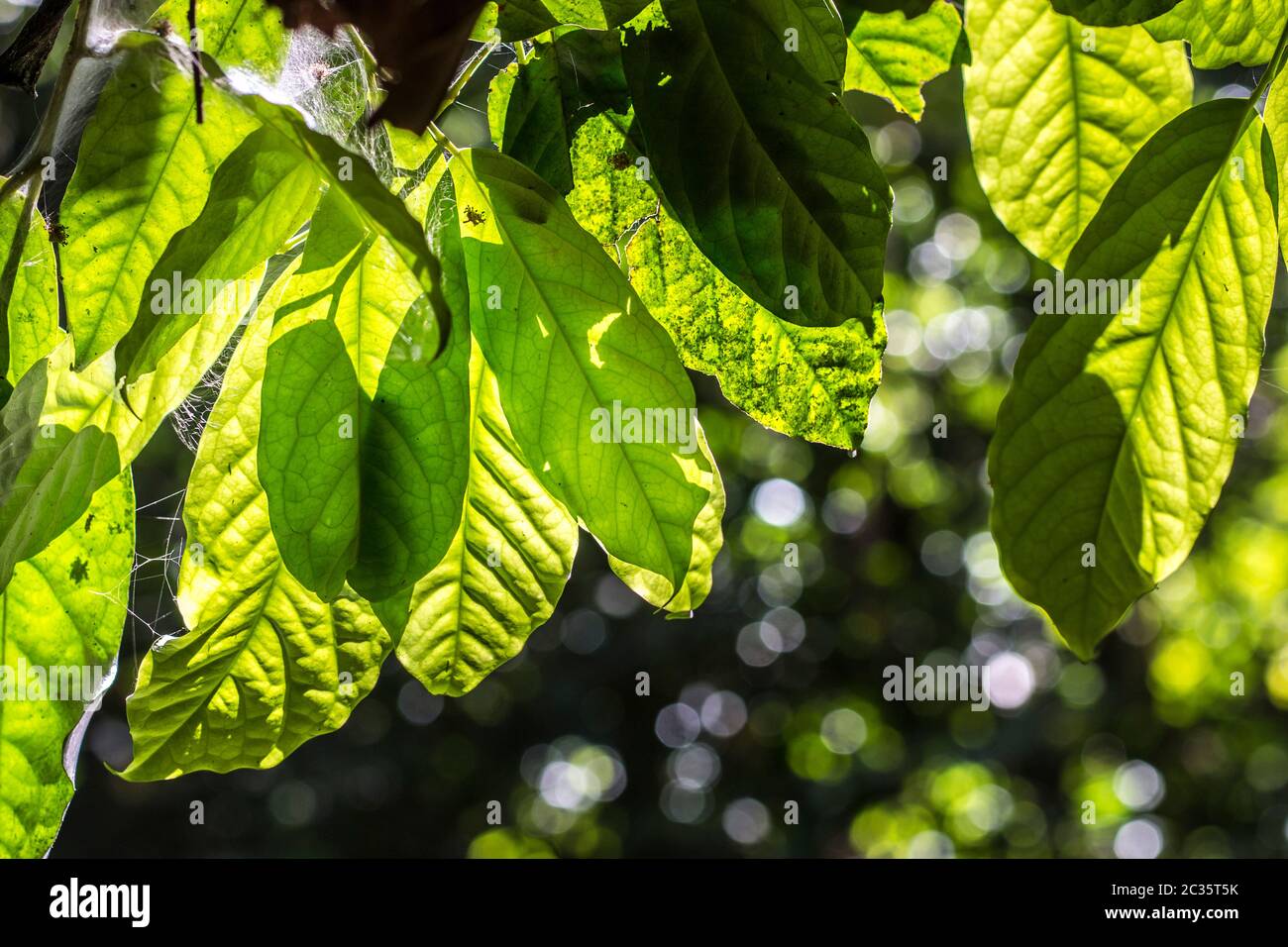 Beautiful backlit image of overhanging green leaves from a tree in ...