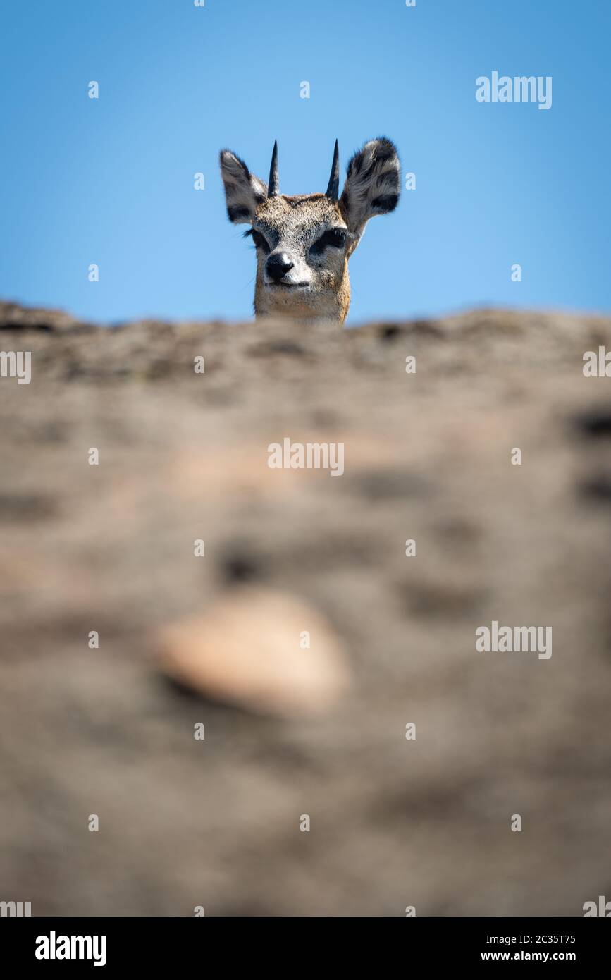 Klipspringer pokes head over rock in sunshine Stock Photo - Alamy