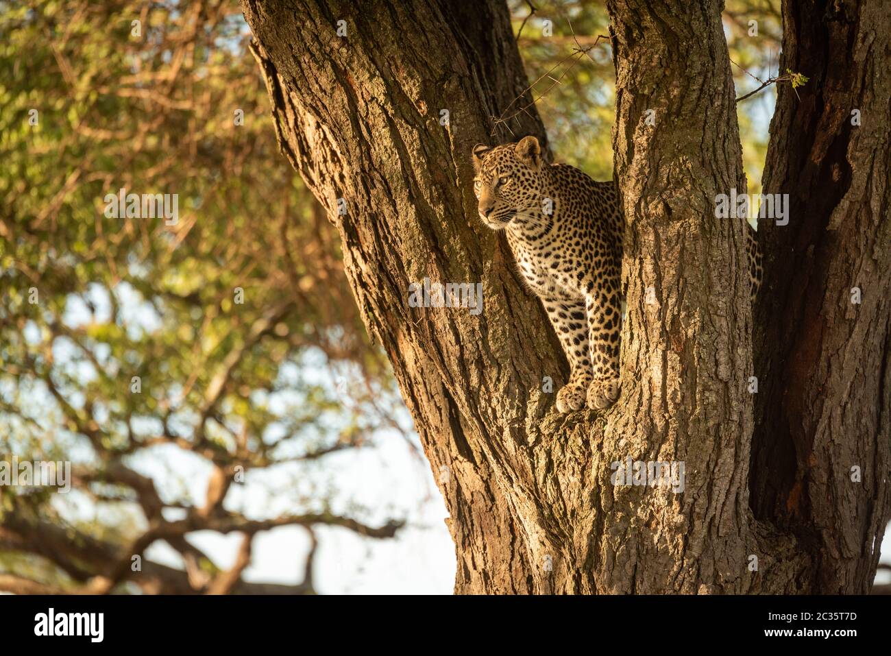 Leopard looks down from fork in tree Stock Photo - Alamy
