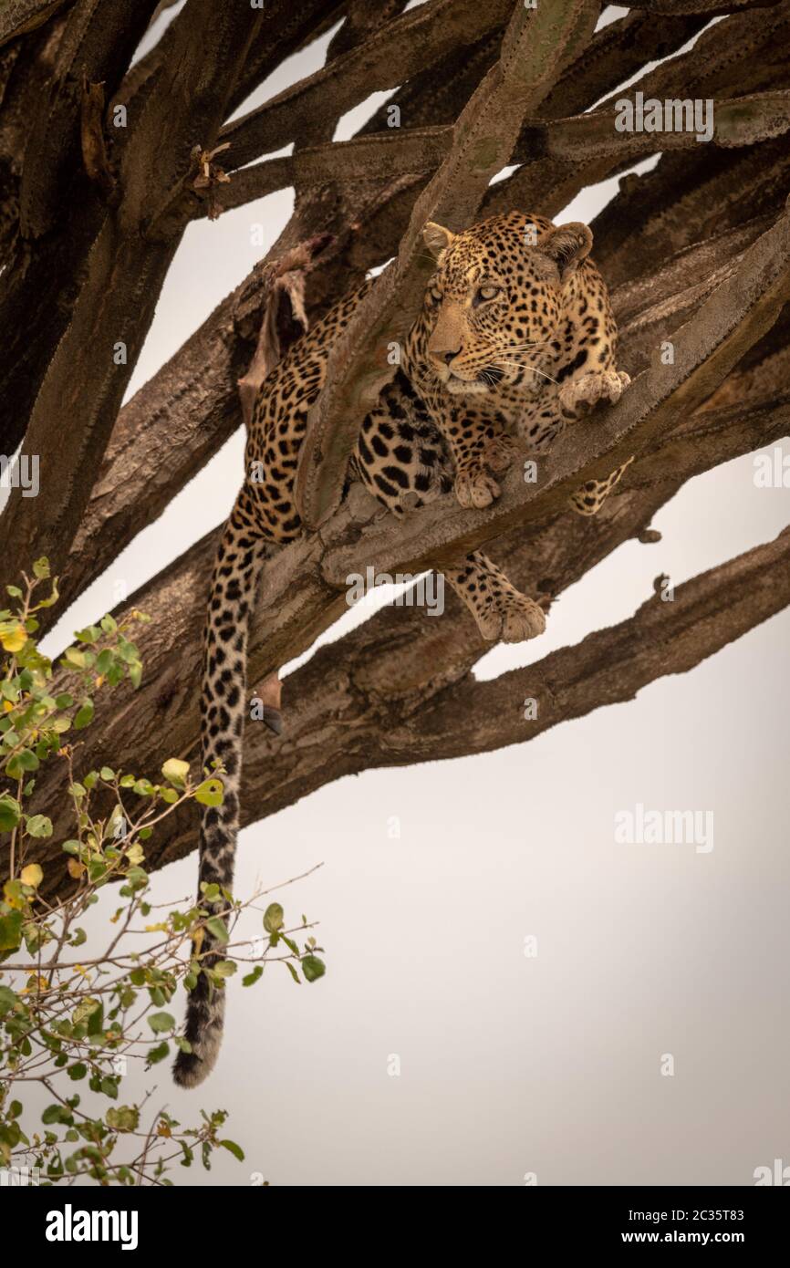 Leopard lies in candelabra tree looking left Stock Photo - Alamy