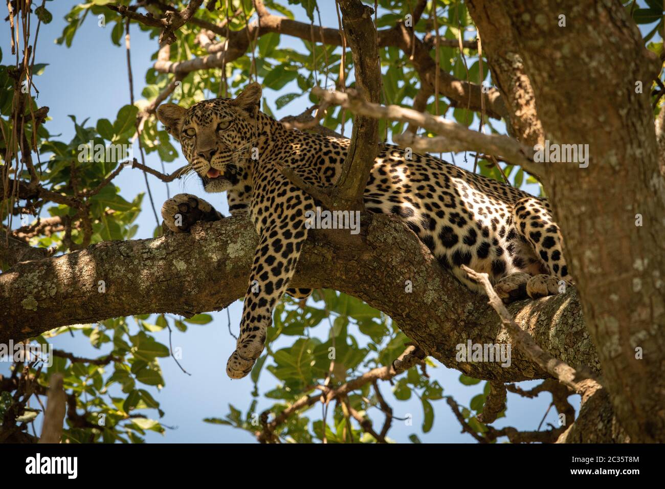Dangling leg hi-res stock photography and images - Alamy