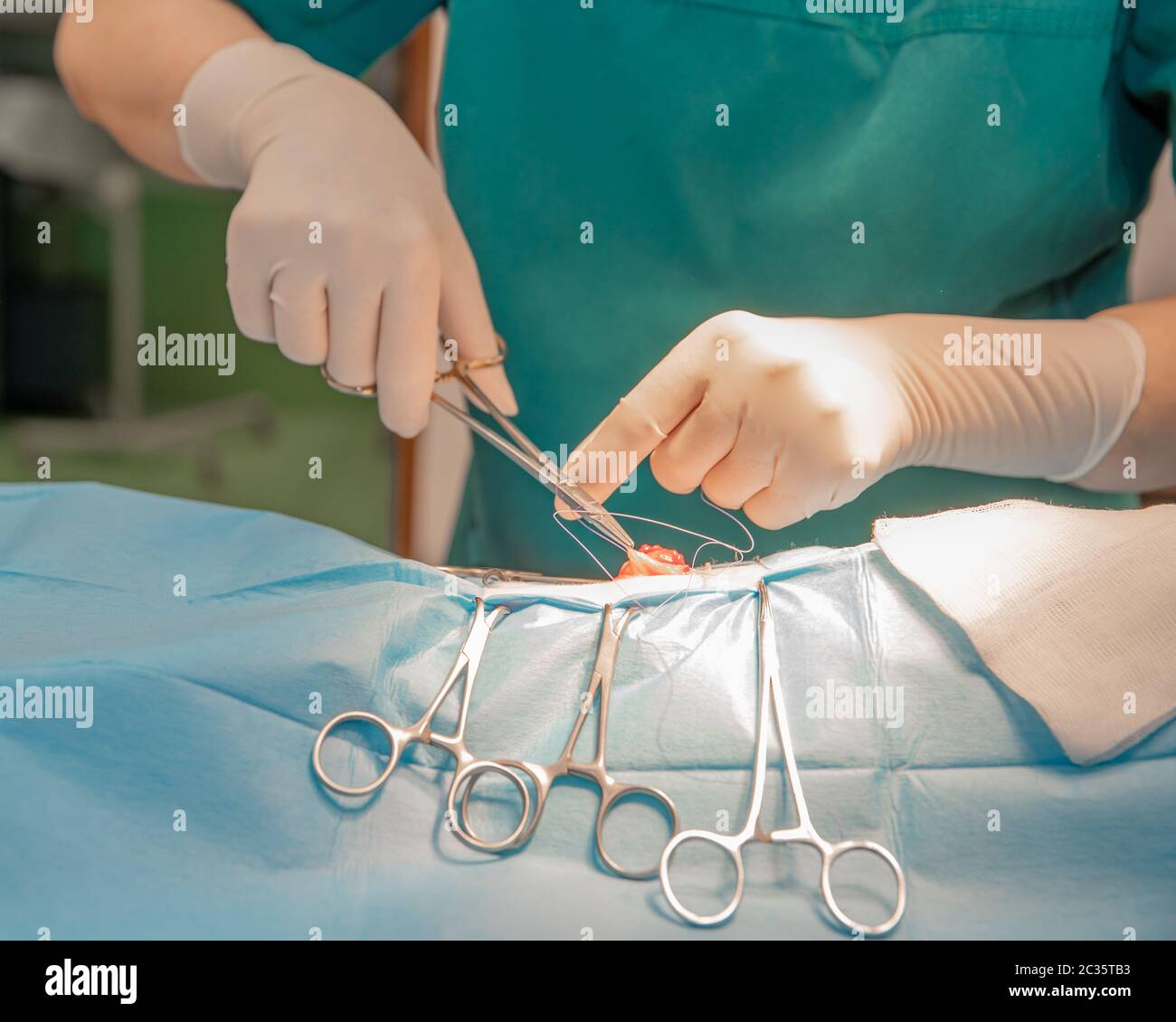 cat abdominal surgery at veterinary clinic Stock Photo - Alamy