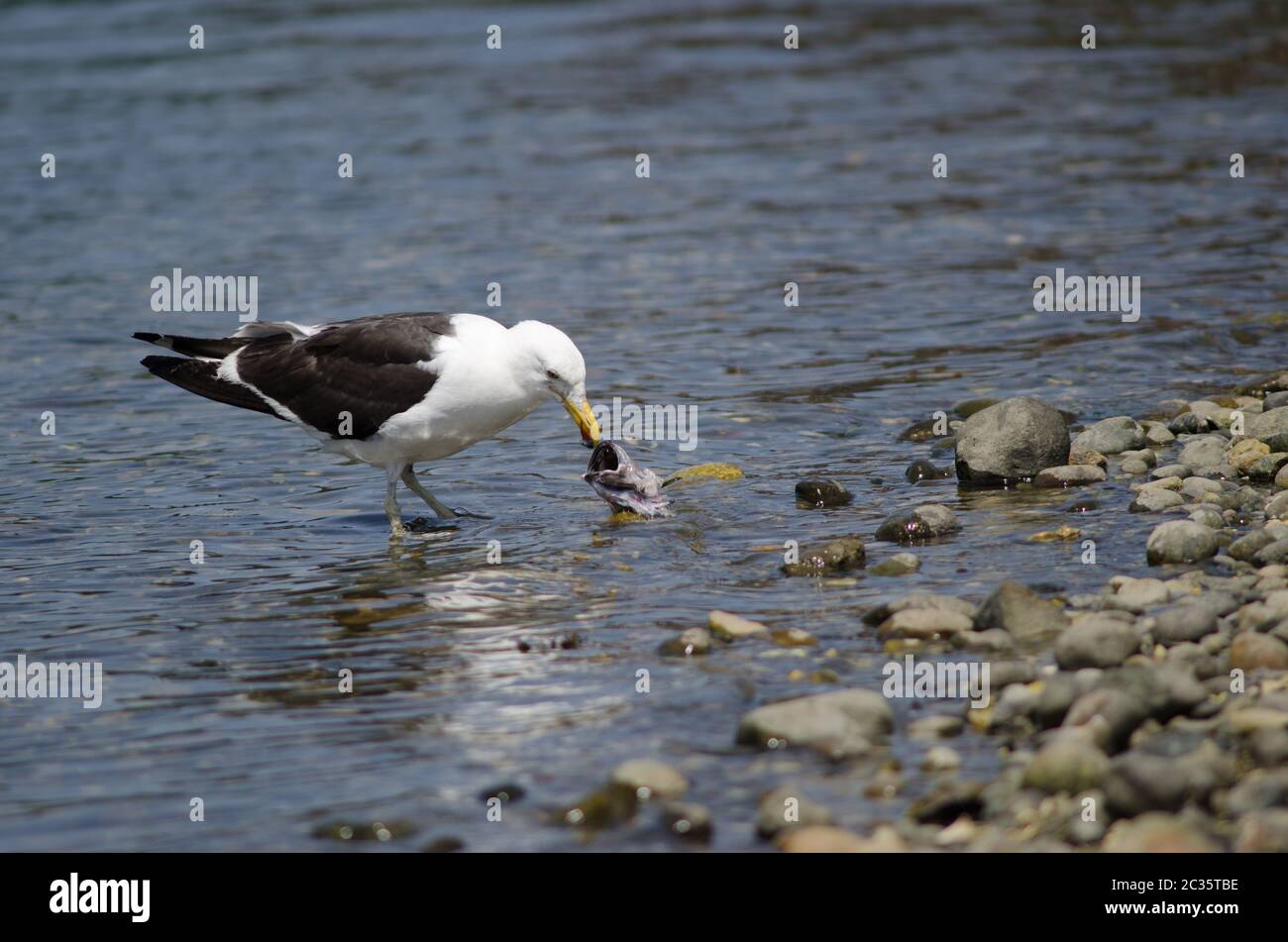 Kelp gull Larus dominicanus eating a fish. Angelmo. Puerto Montt. Los ...