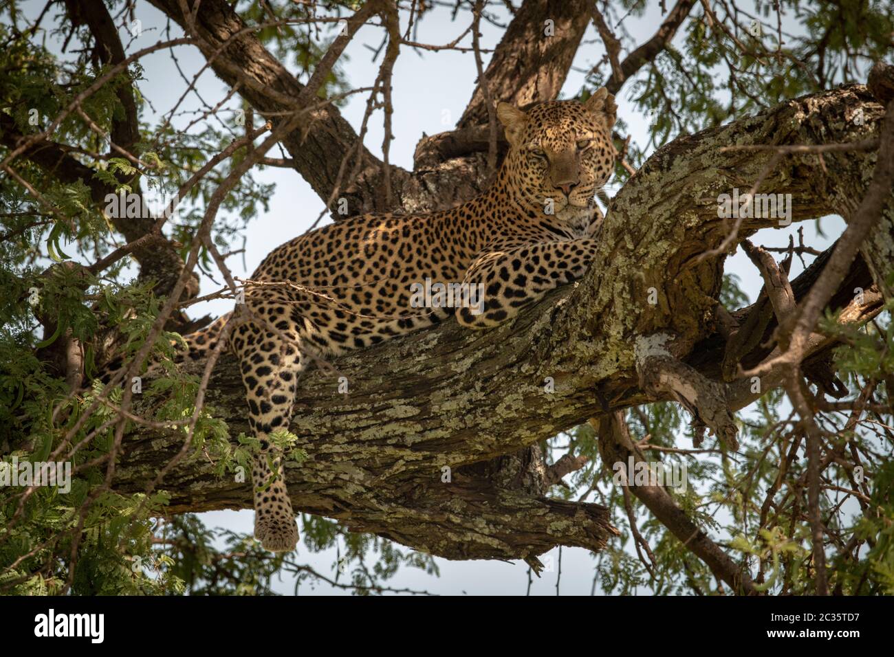 Leopard lies on tree branch looking down Stock Photo - Alamy