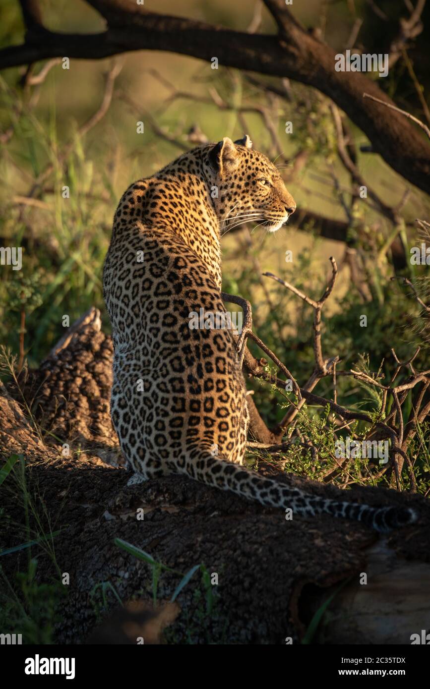 Leopard on log hi-res stock photography and images - Alamy