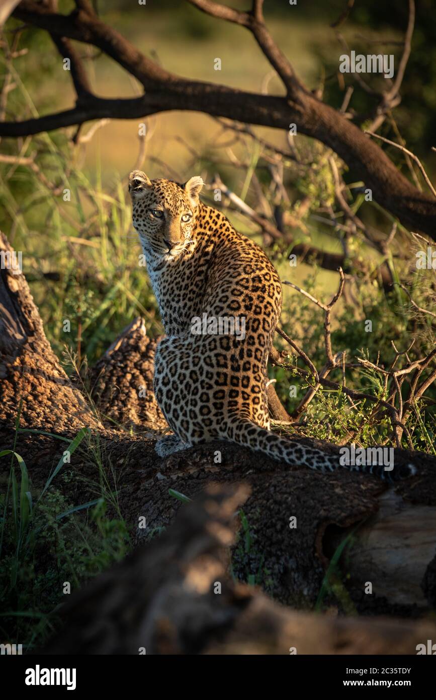 Wildlife feline animal turning back hi-res stock photography and images ...