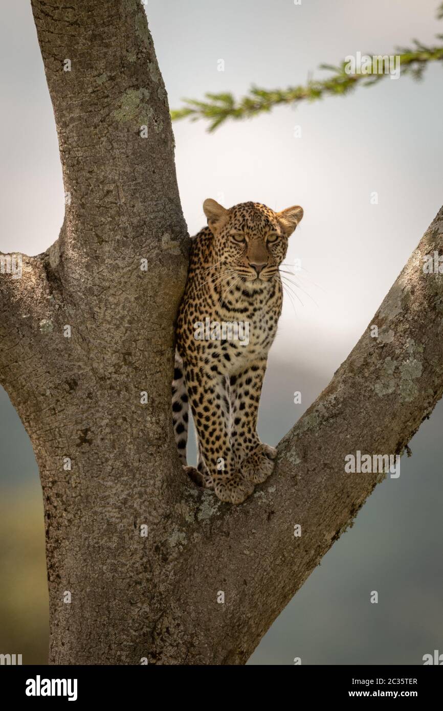 Leopard panthera pardus looking out in the tree hi-res stock ...