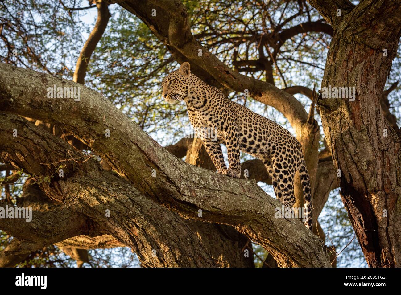 Leopard stands on branch of big tree Stock Photo - Alamy