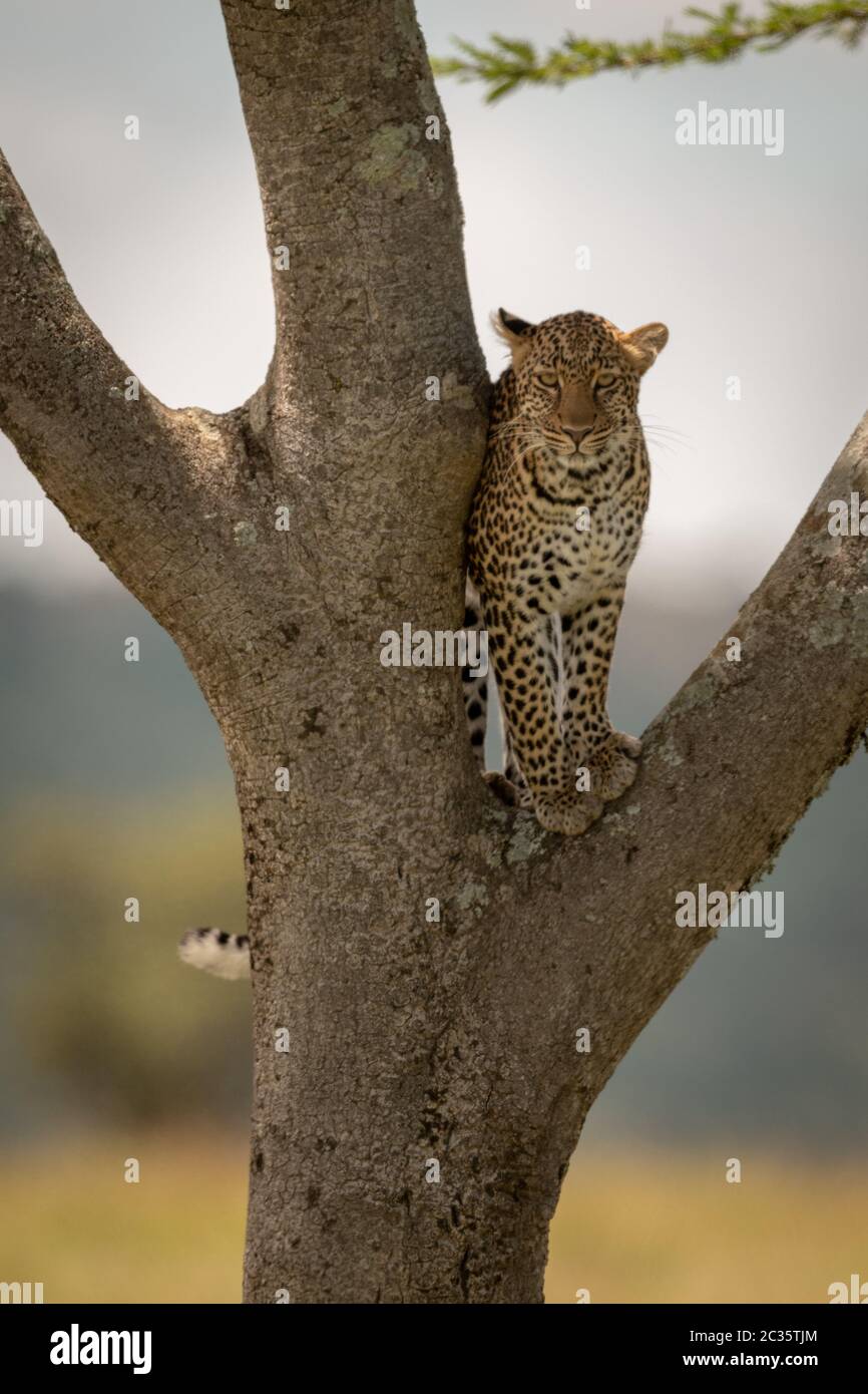 Leopard stands on tree fork watching camera Stock Photo - Alamy