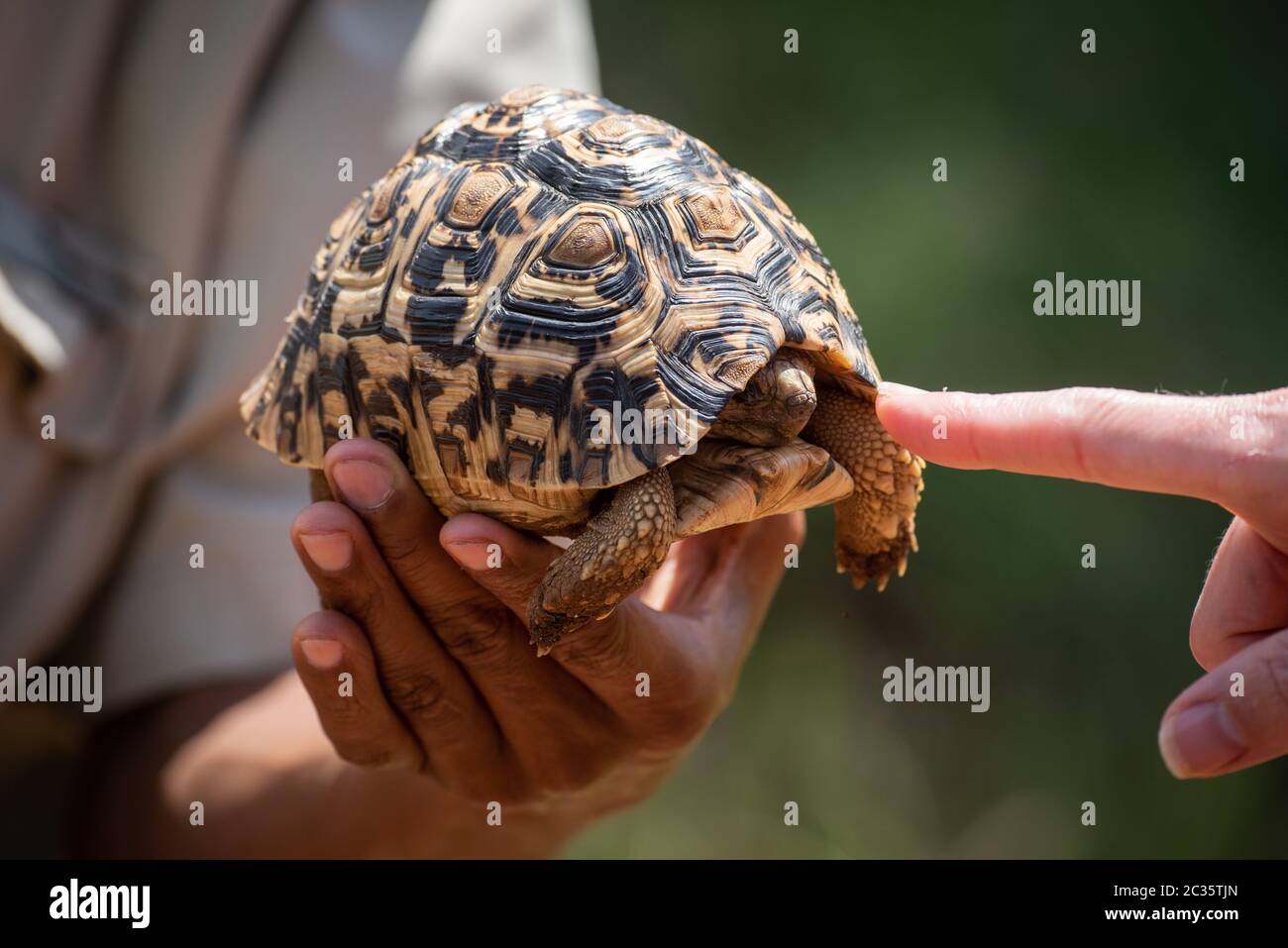 Leopard tortoise pulls back head at finger Stock Photo - Alamy
