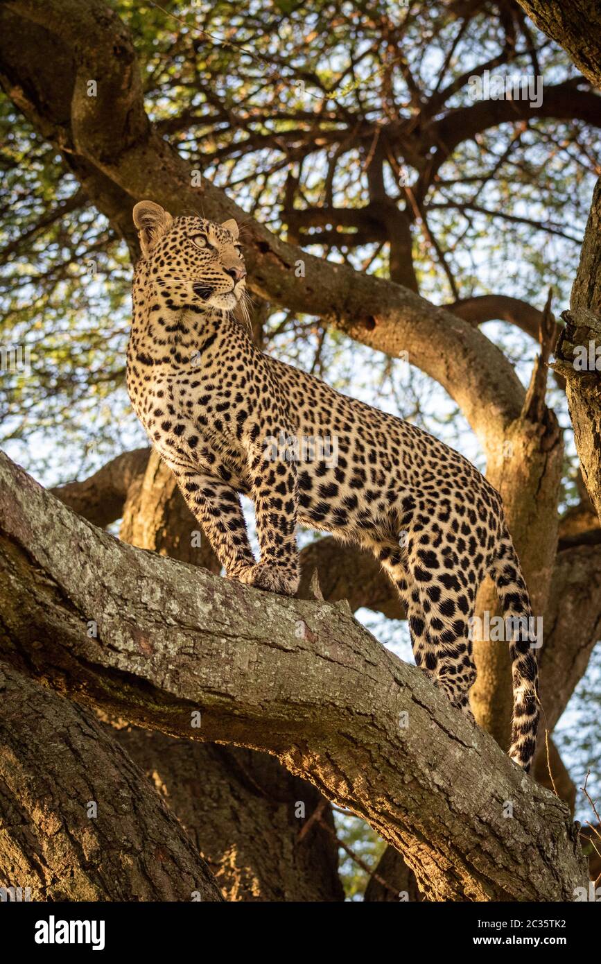Leopard stands on thick branch looking up Stock Photo - Alamy