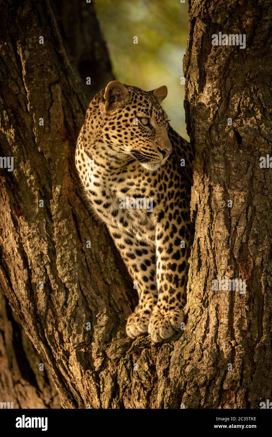 Leopard staring hi-res stock photography and images - Alamy