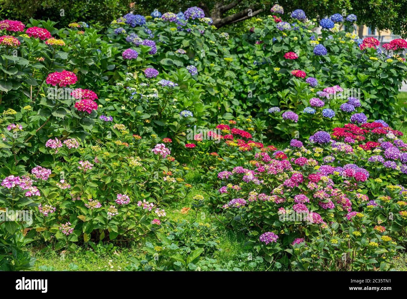 Beautiful Flowers in Cultivated Garden Switzerland Stock Photo - Alamy