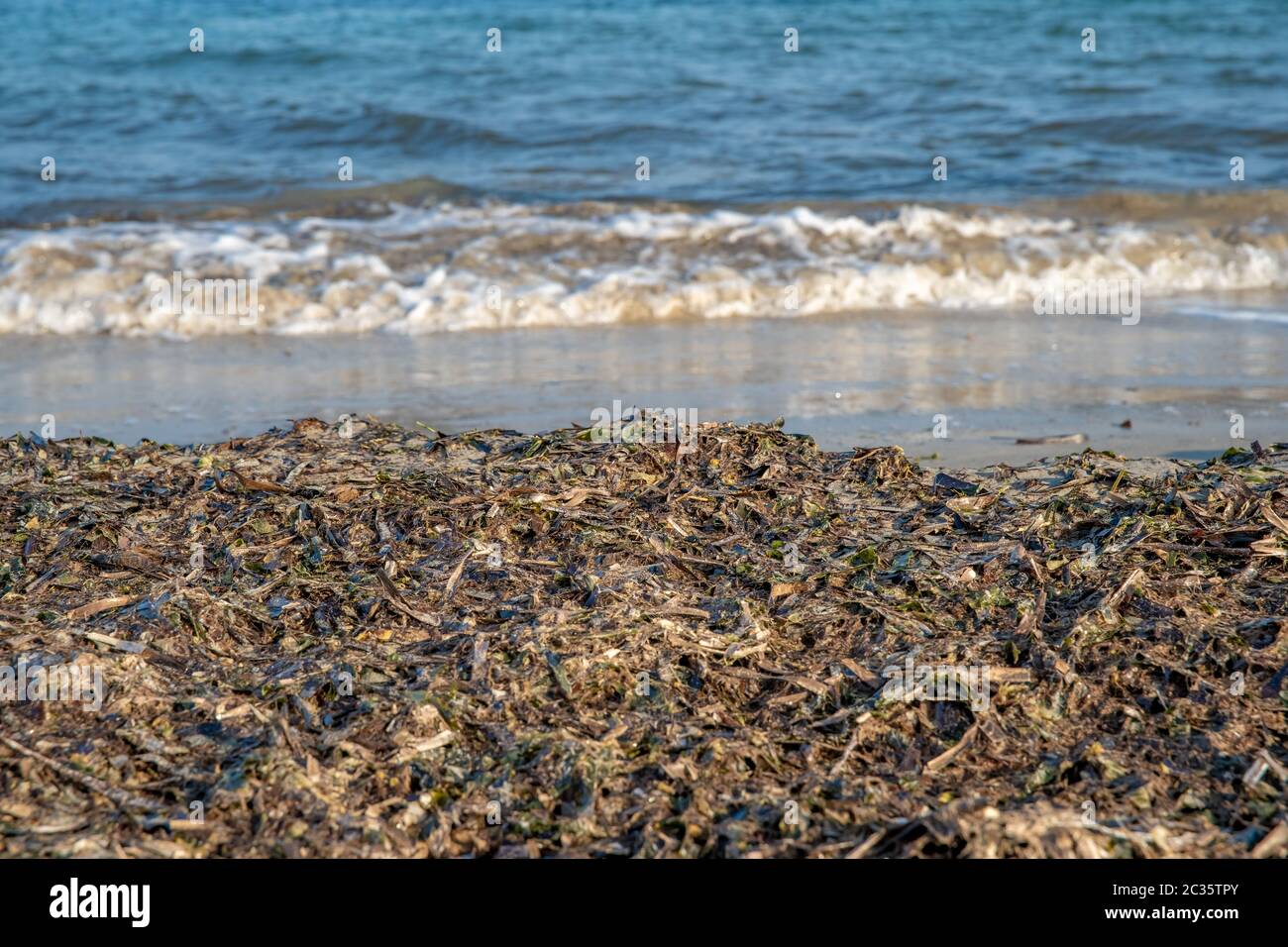 seaweed on the beach on ocean coast Stock Photo - Alamy