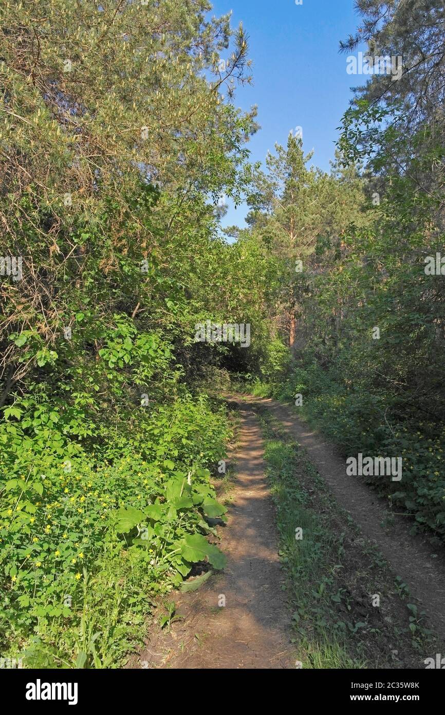 Summer landscape with way in forest Stock Photo - Alamy