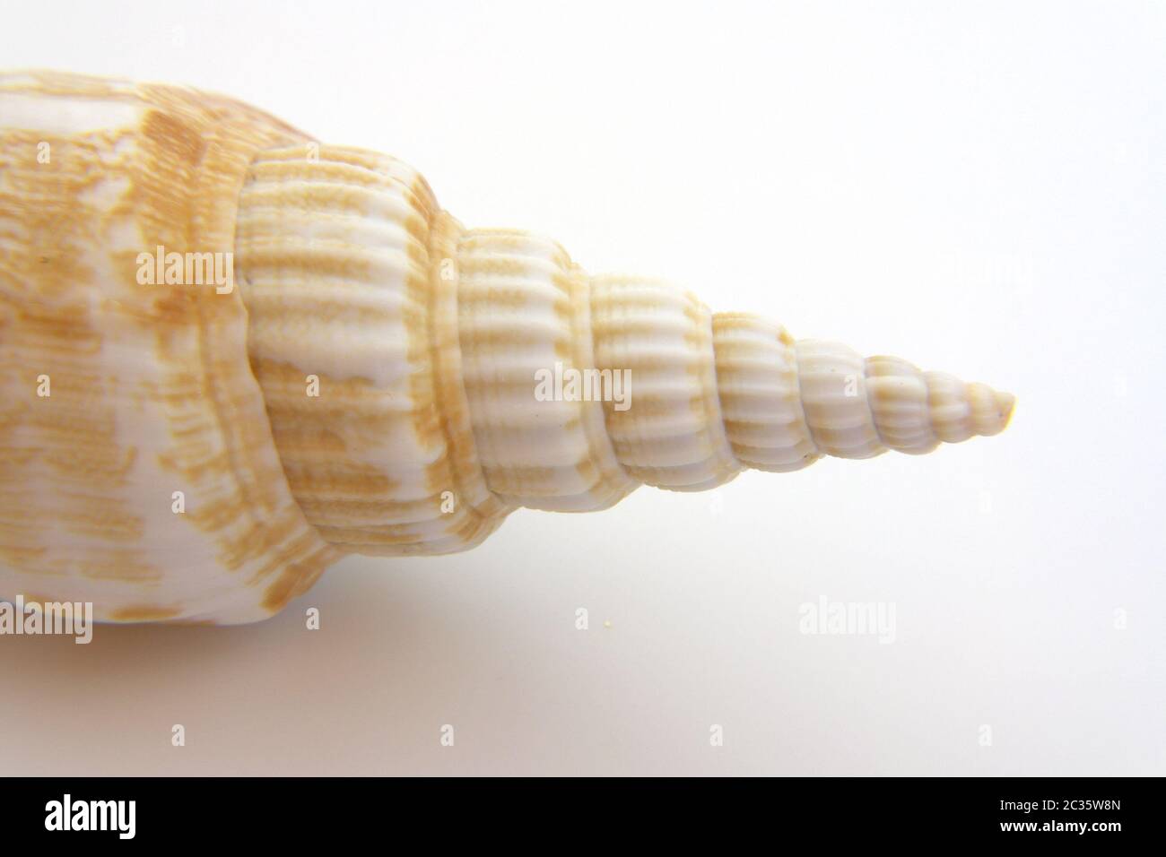 Sea shell macro view texture, shallow DOF Stock Photo - Alamy