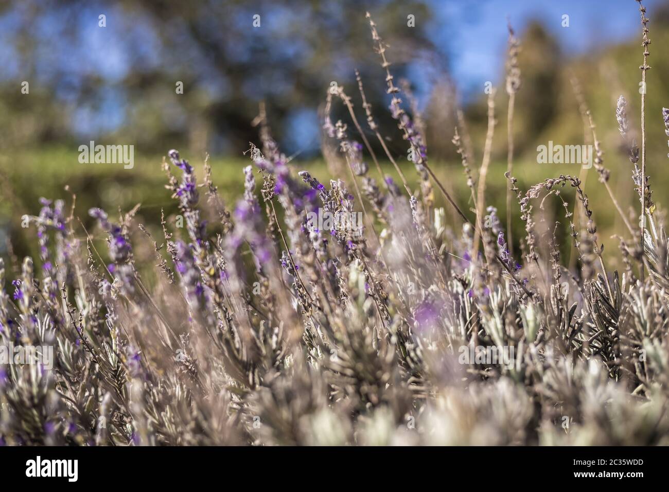 lavender in bloom in a garden in Portugal Stock Photo - Alamy