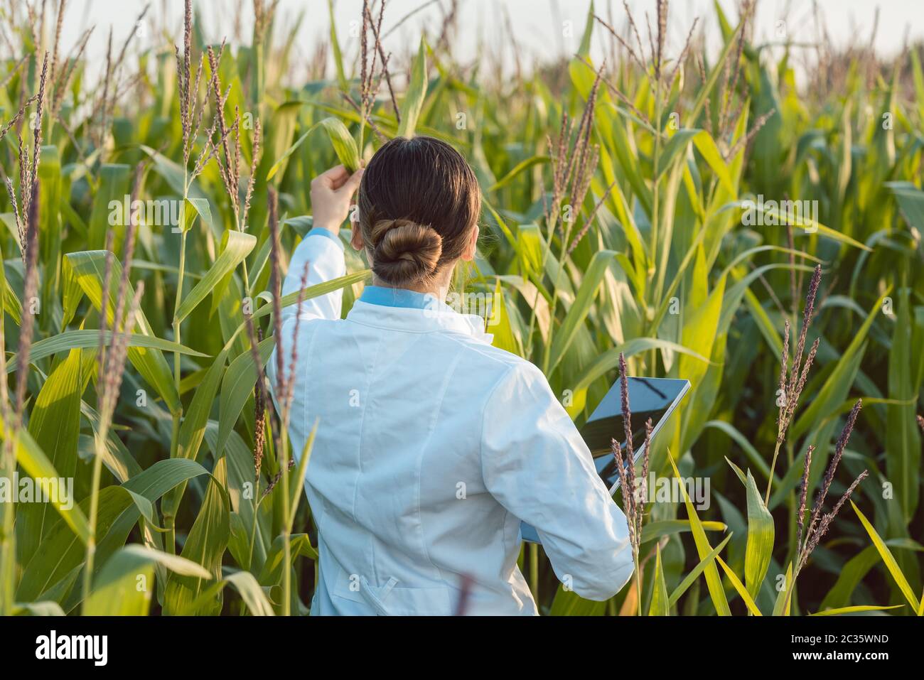 Scientist in corn field testing a new GMO breed looking pleased Stock ...