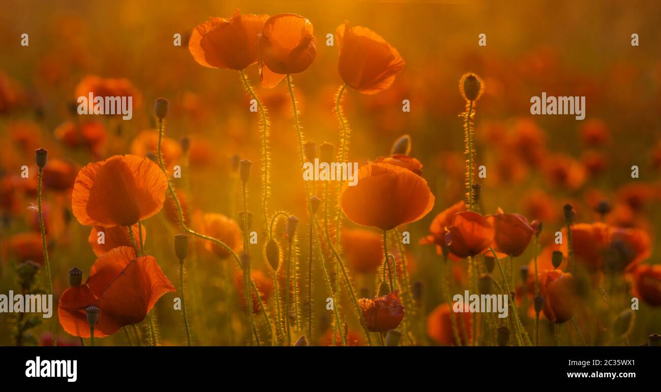 Poppy field with setting sun hi-res stock photography and images - Alamy